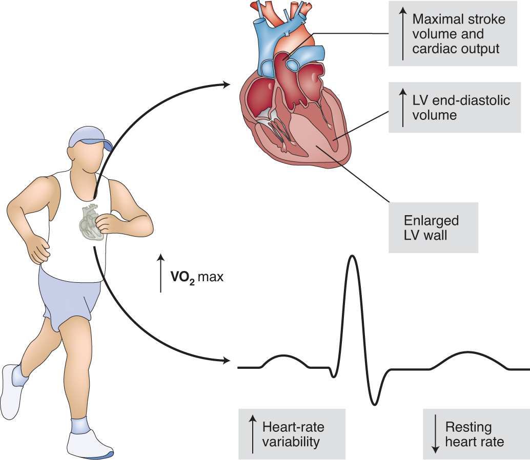 PHYSICAL ACTIVITY AND YOUR HEART | The Voice Magazine